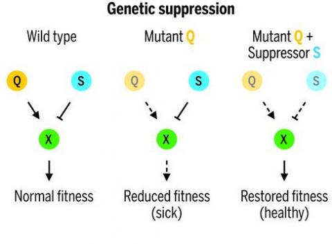 Exploring genetic suppression interactions on a global scale ...