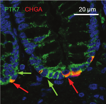 Isolation of Human Colon Stem Cells Using Surface Expression of PTK7 ...